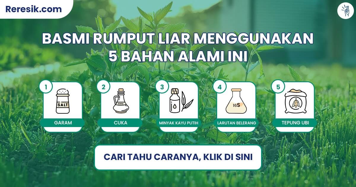 Cara Mematikan Rumput Liar dengan 5 Bahan Alami Ini